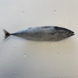 Baby Bonito/Bullet Tuna Whole 10 x 1kg Retail Packs/Frozen - Solander ...