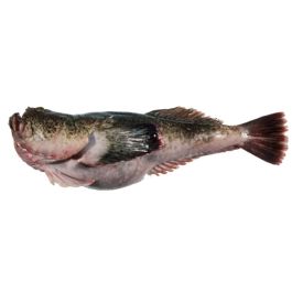 Monkfish Head and Gutted 1kg/Fresh - Solander Wholesale