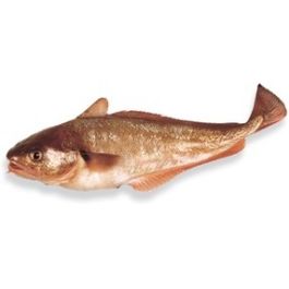 Red Cod Gilled & Gutted 1kg/Fresh - Solander Wholesale