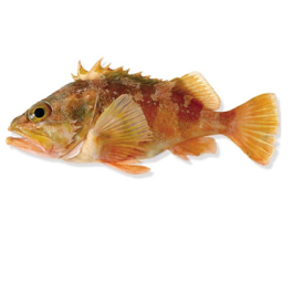 Sea Perch Gilled & Gutted Per Kg/Fresh - Solander Wholesale