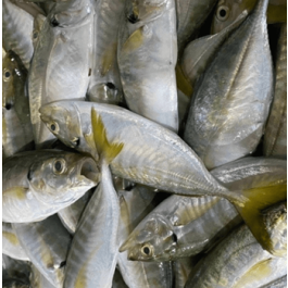Yellowtail Scad Whole Round 10kg Carton/Frozen - Solander Wholesale